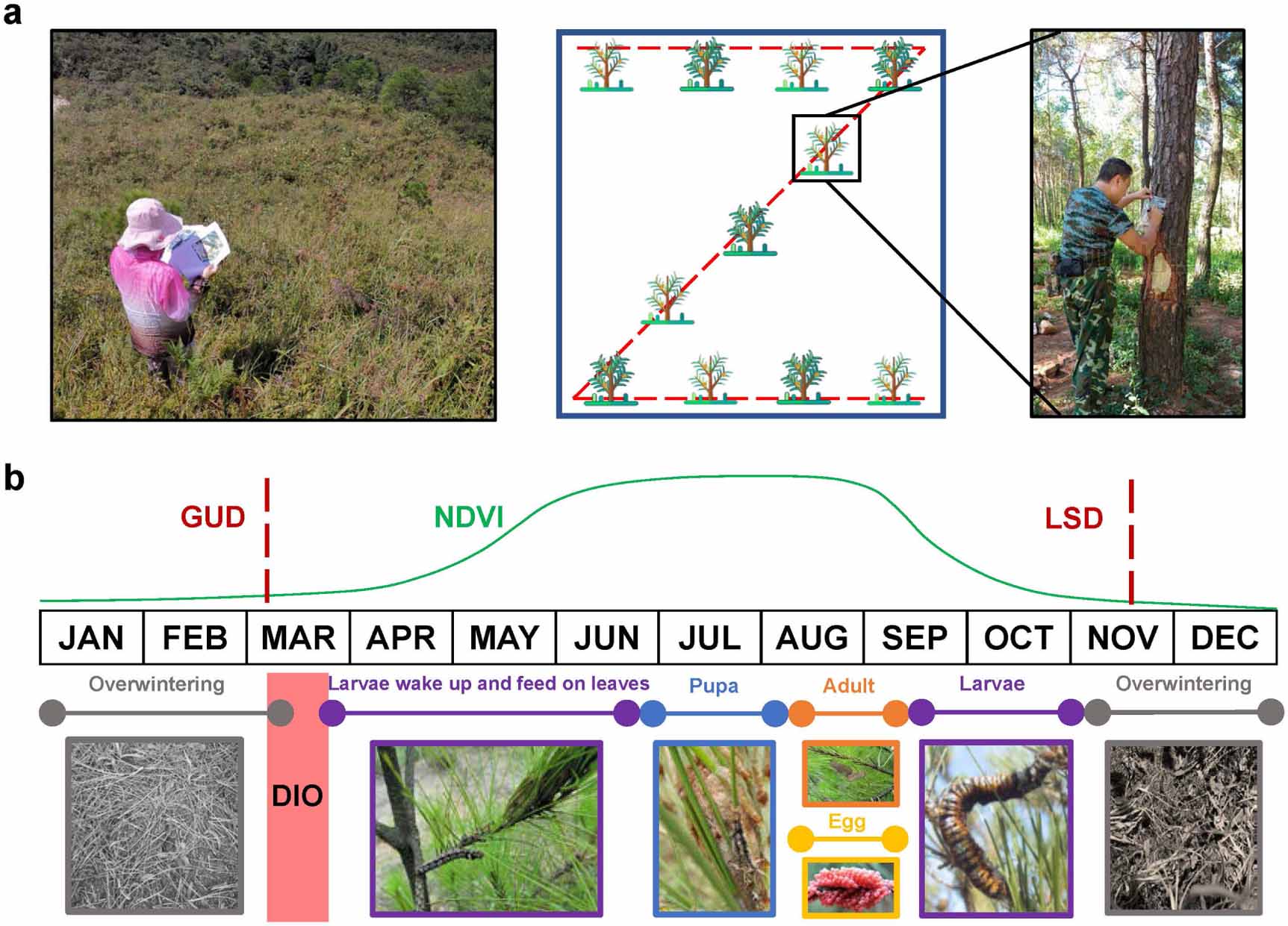 Pine caterpillar occurrence modeling using satellite spring phenology ...
