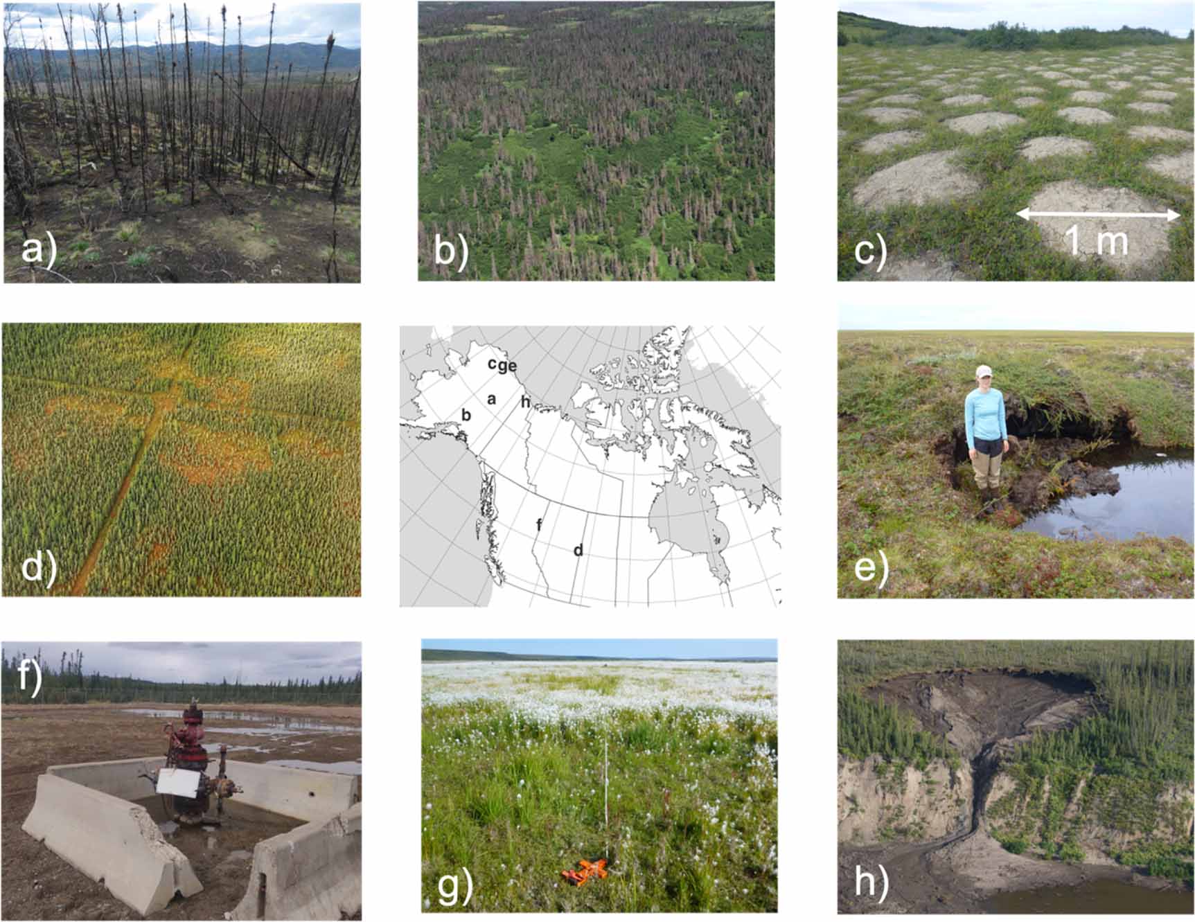Disturbances in North American boreal forest and Arctic tundra: impacts ...