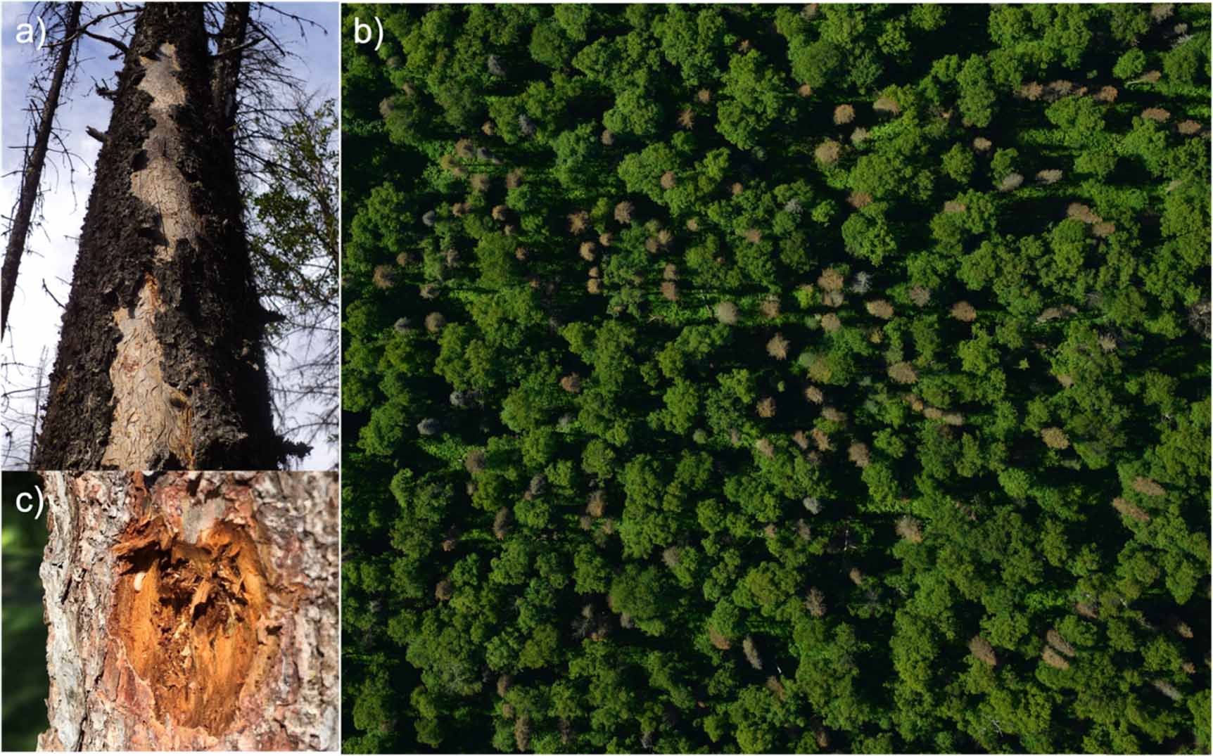 Disturbances in North American boreal forest and Arctic tundra: impacts ...