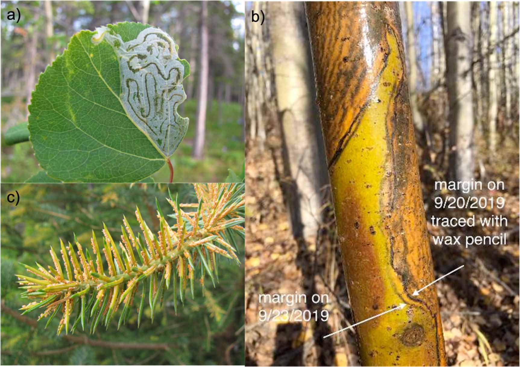 Disturbances in North American boreal forest and Arctic tundra: impacts ...