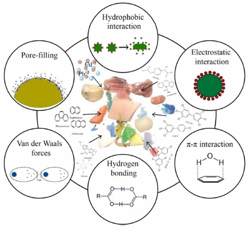 Biodegradable plastics in aquatic ecosystems: latest findings, research ...
