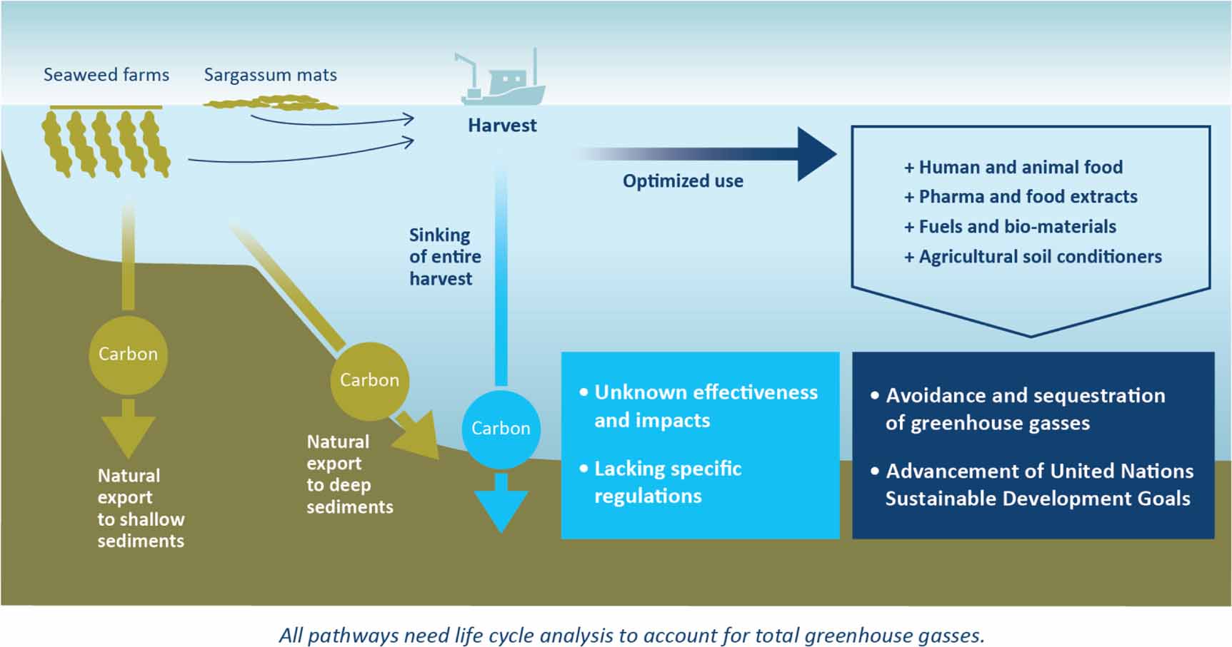 Sinking seaweed in the deep ocean for carbon neutrality is ahead of ...