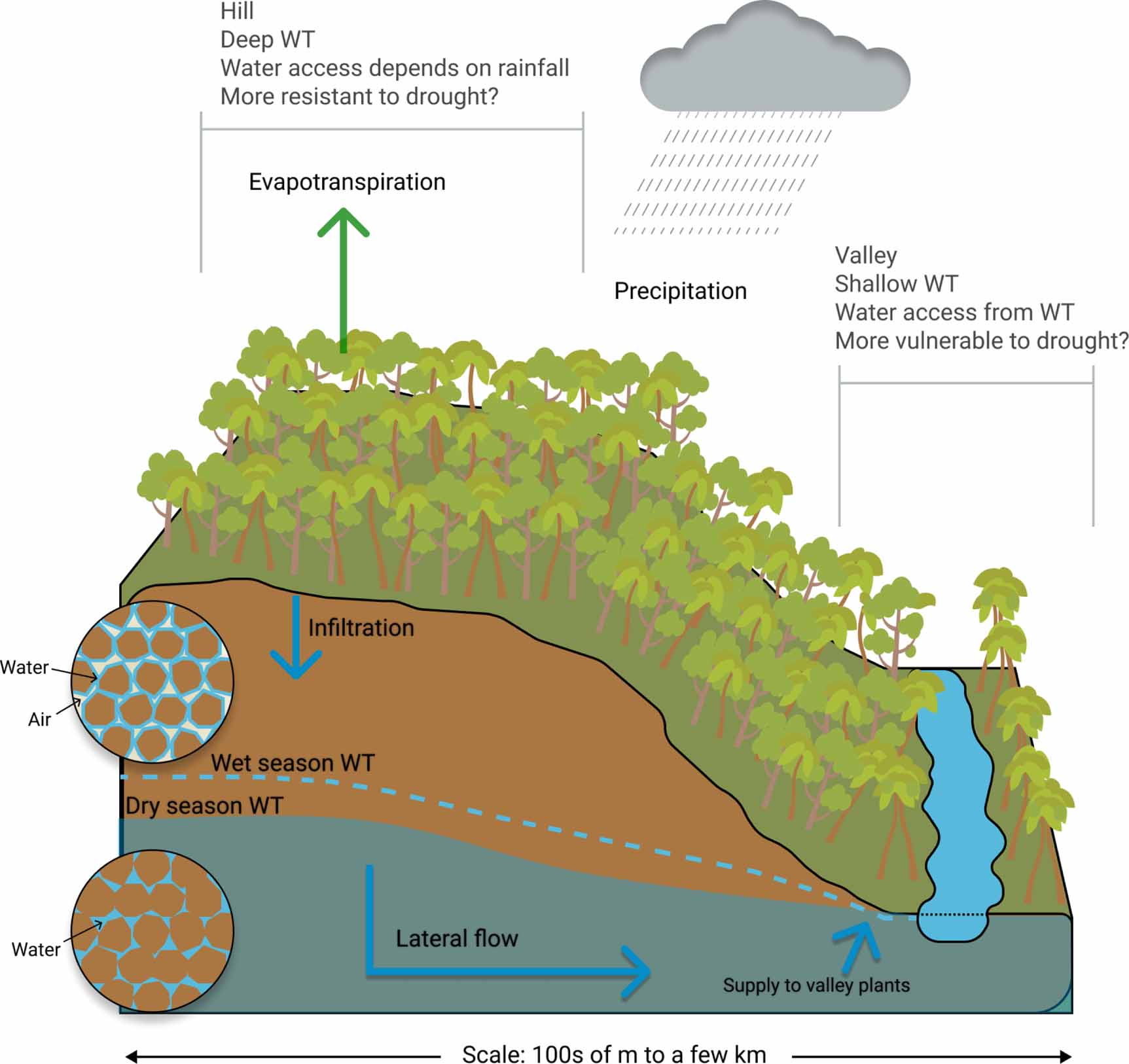 Rainfall and topographic position determine tree embolism resistance in ...