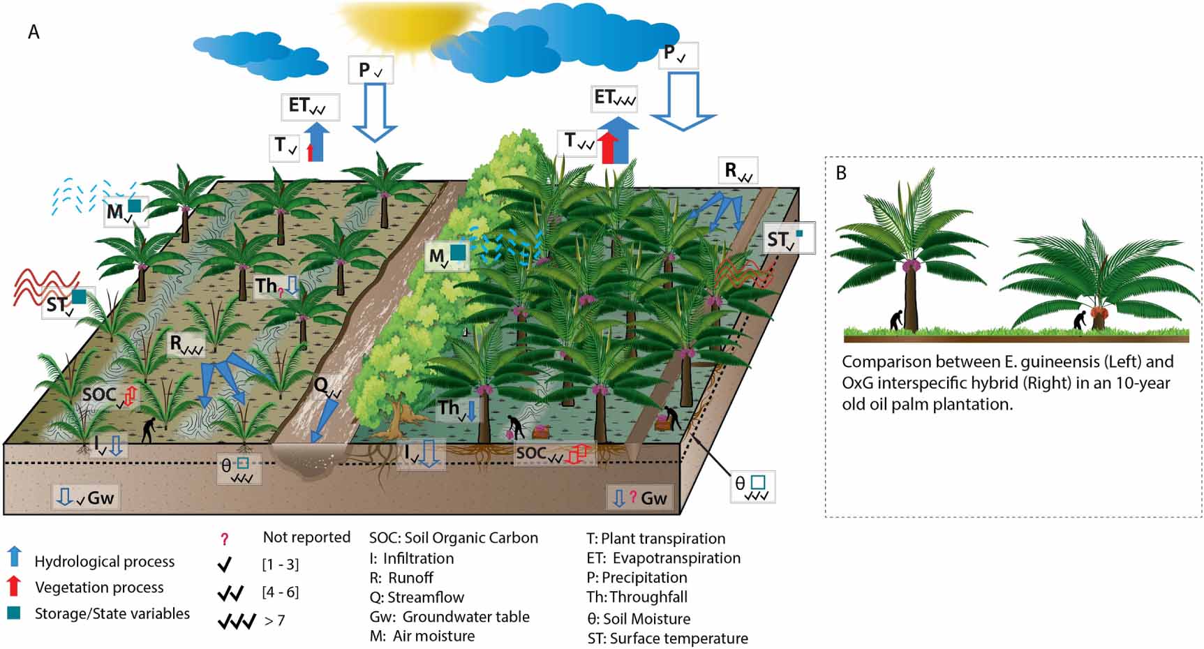 Ecohydrological impacts of oil palm expansion: a systematic review ...