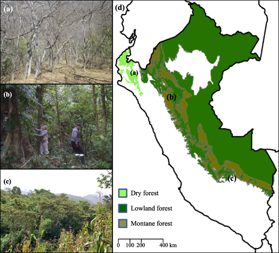 Satellite-derived forest canopy greenness shows differential drought ...