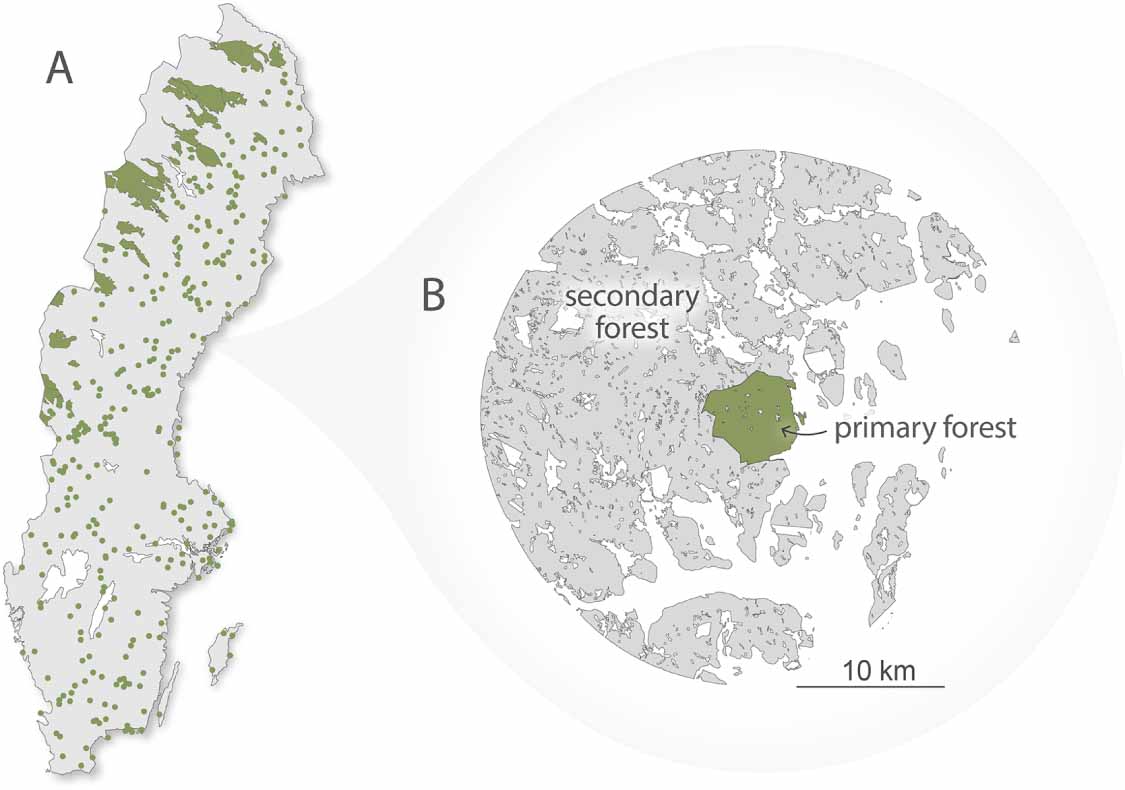 Canopy responses of Swedish primary and secondary forests to the 2018 ...