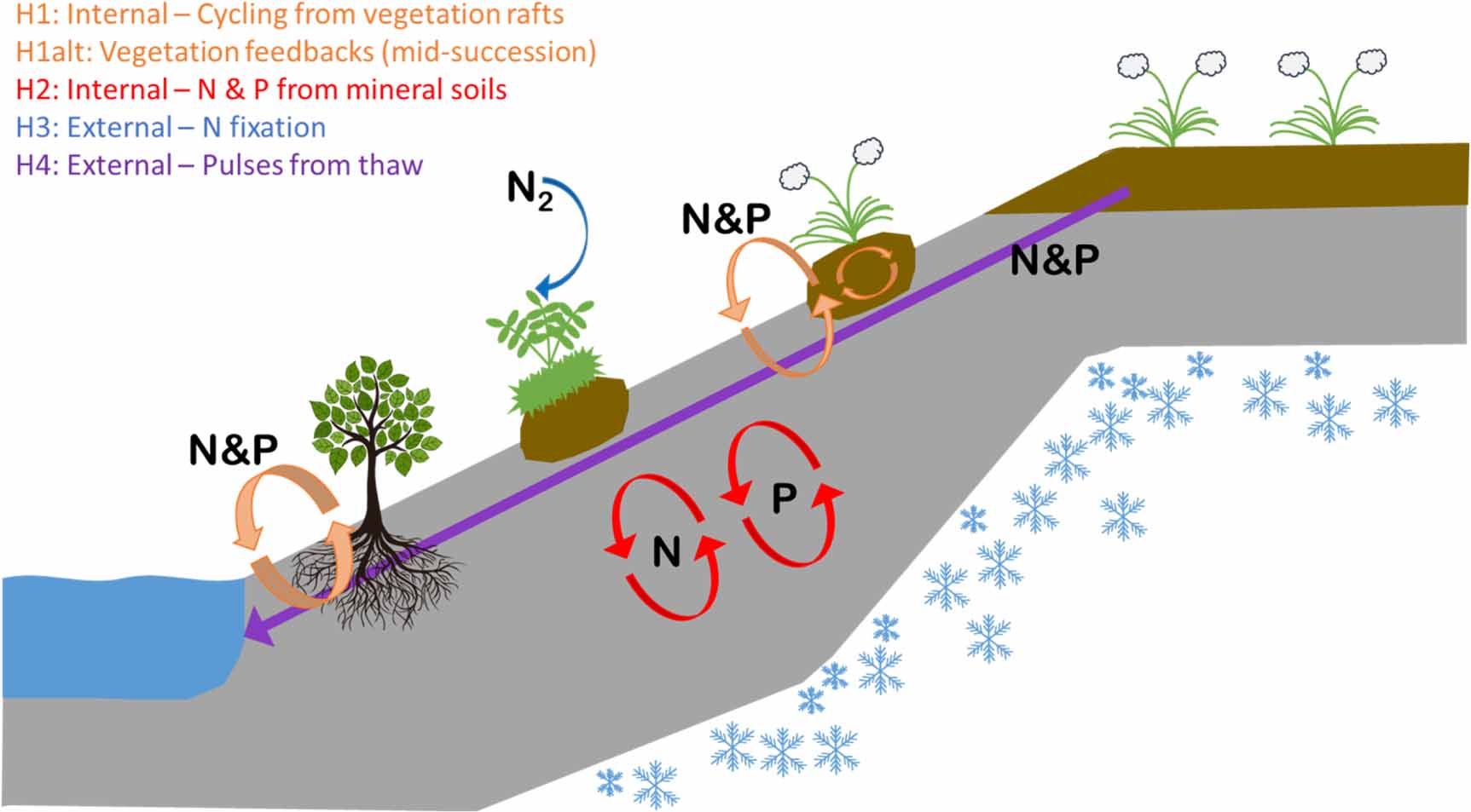 Missing nitrogen source during ecosystem succession within ...