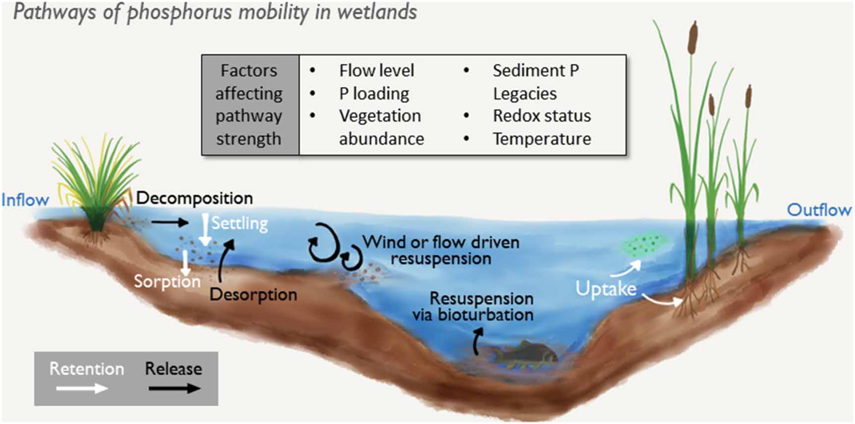 Source or sink? Meta-analysis reveals diverging controls of phosphorus ...