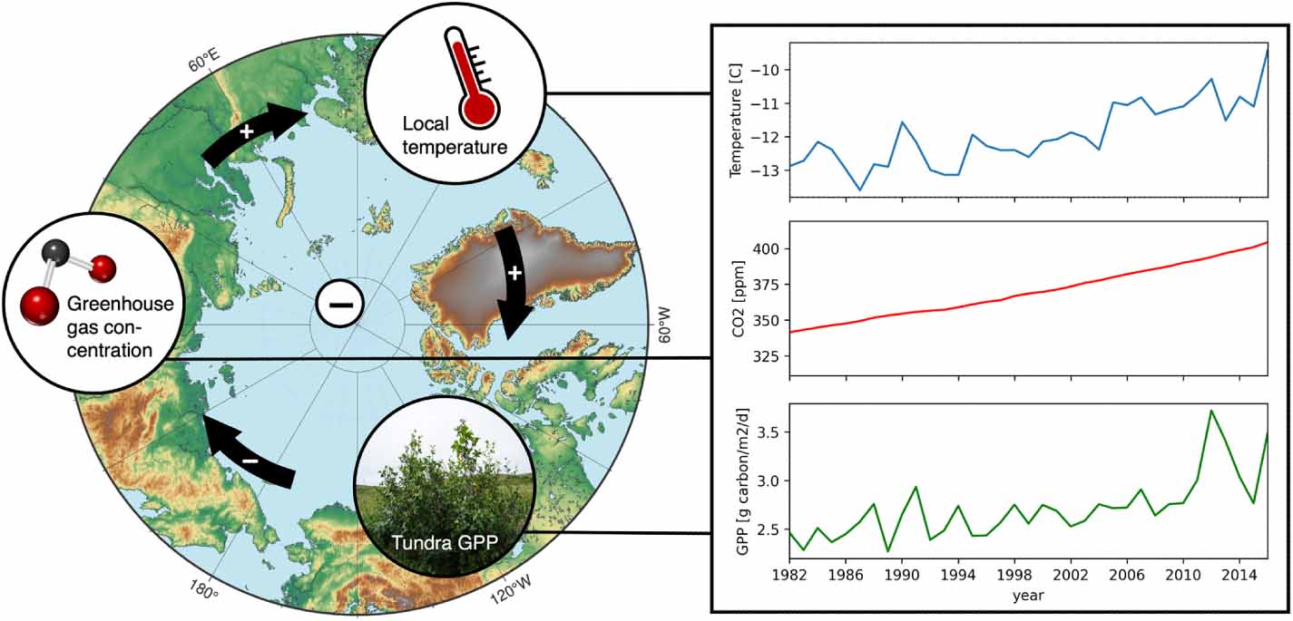 Reducing uncertainty of high-latitude ecosystem models through identification of key parameters ...