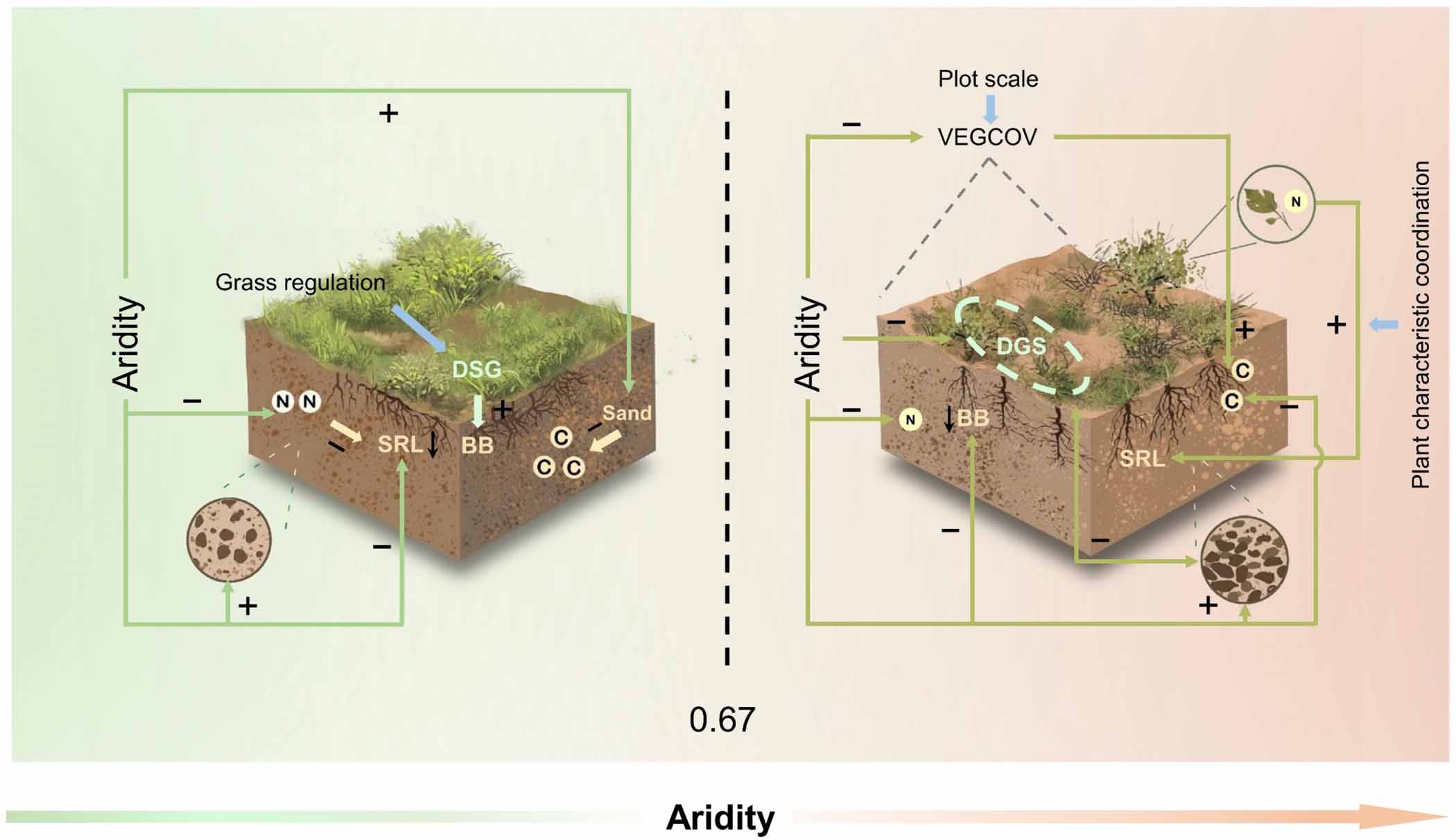 Belowground soil and vegetation components change across the aridity ...