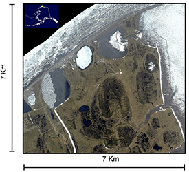 Impacts of abiotic and biotic factors on tundra productivity near ...