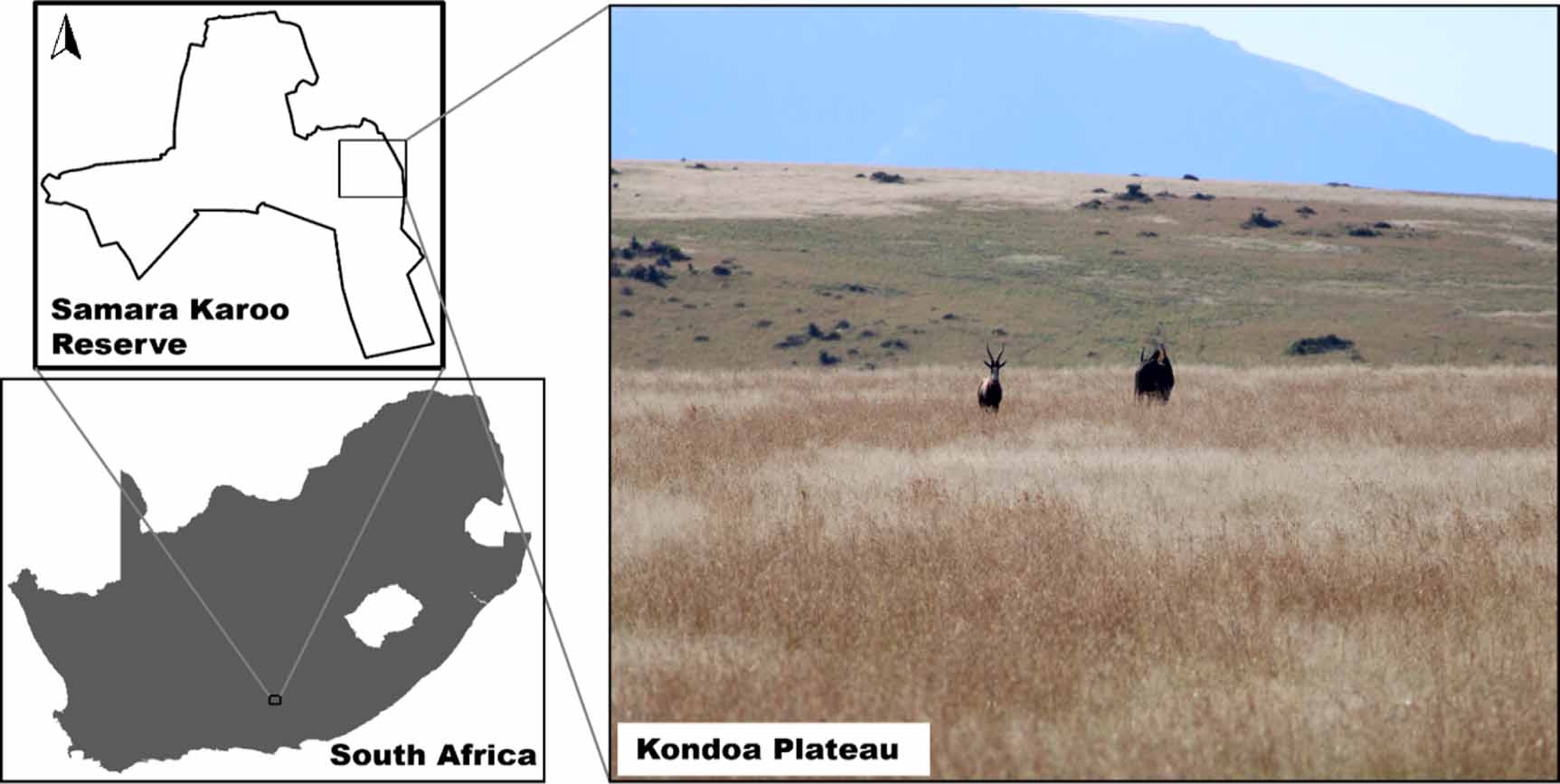 Grassland albedo as a nature-based climate prospect: the role of growth ...