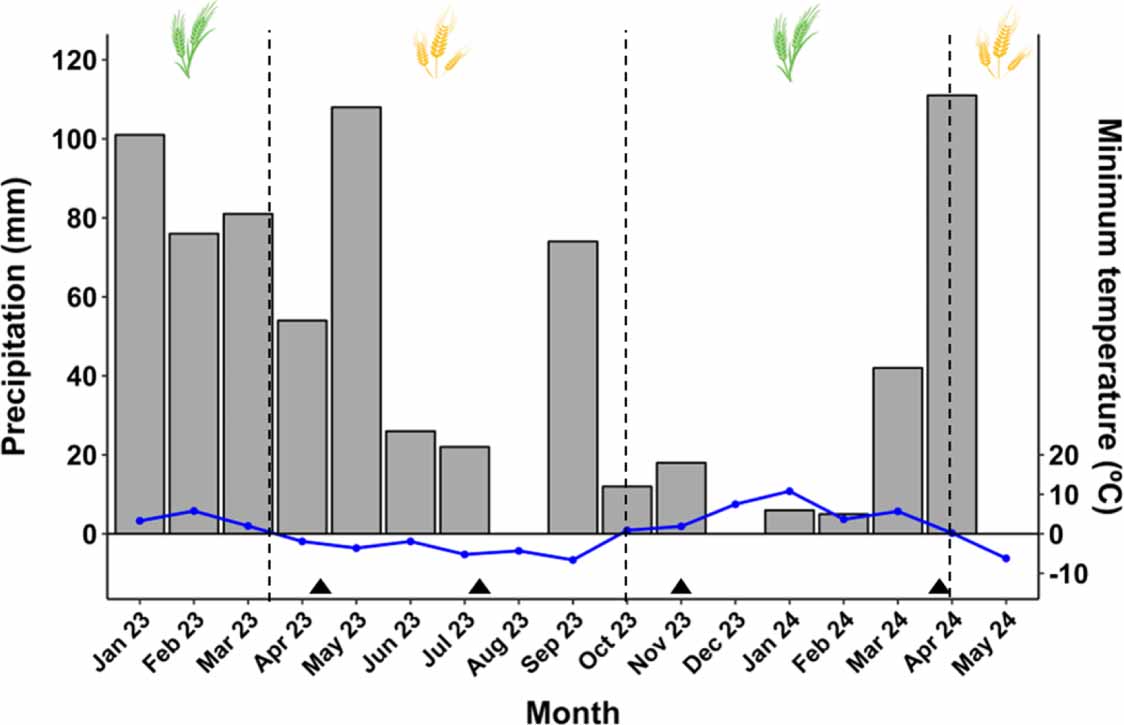 Grassland albedo as a nature-based climate prospect: the role of growth ...