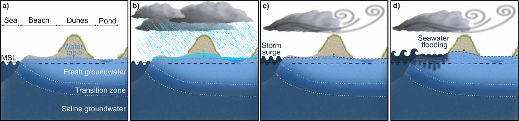 Storm surge, seawater flooding, and sea-level rise paradoxically drive ...