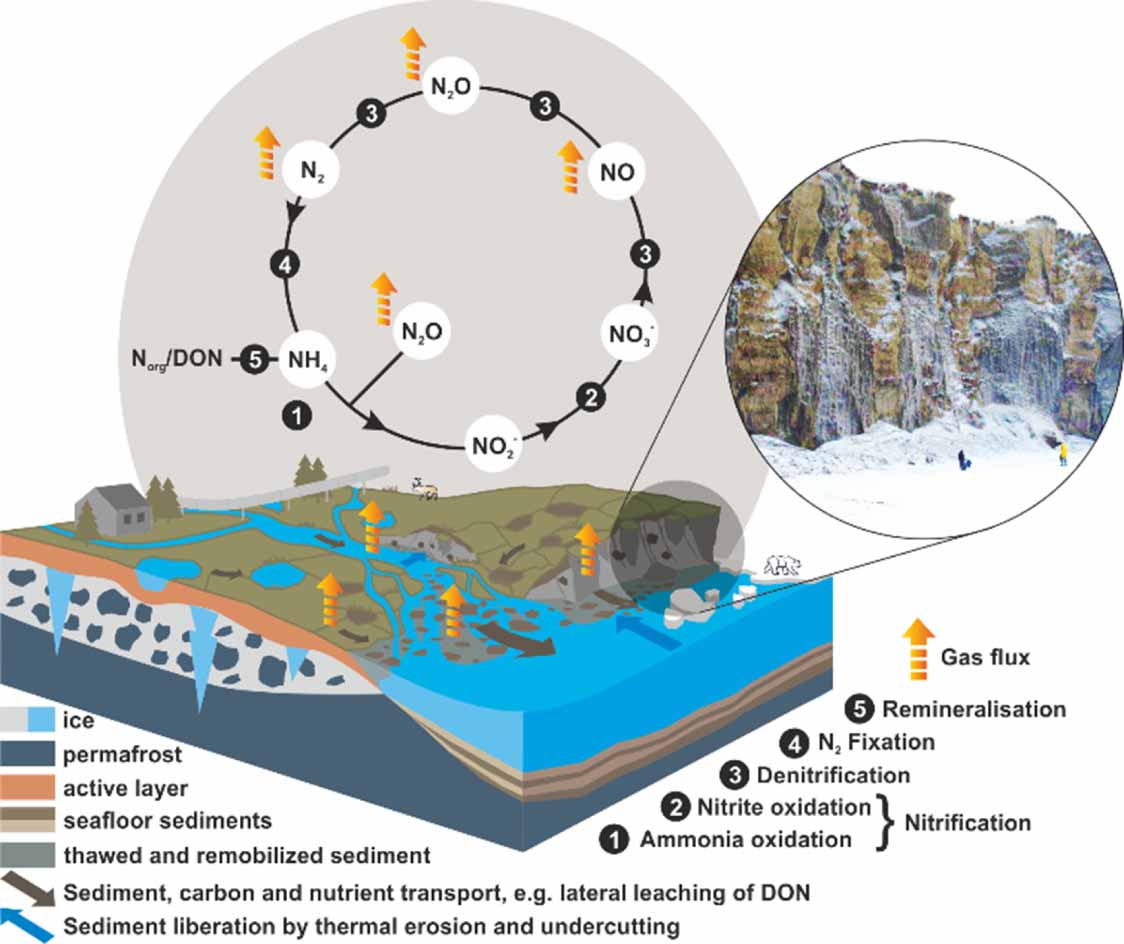 Potential nitrogen mobilisation from the Yedoma permafrost domain ...