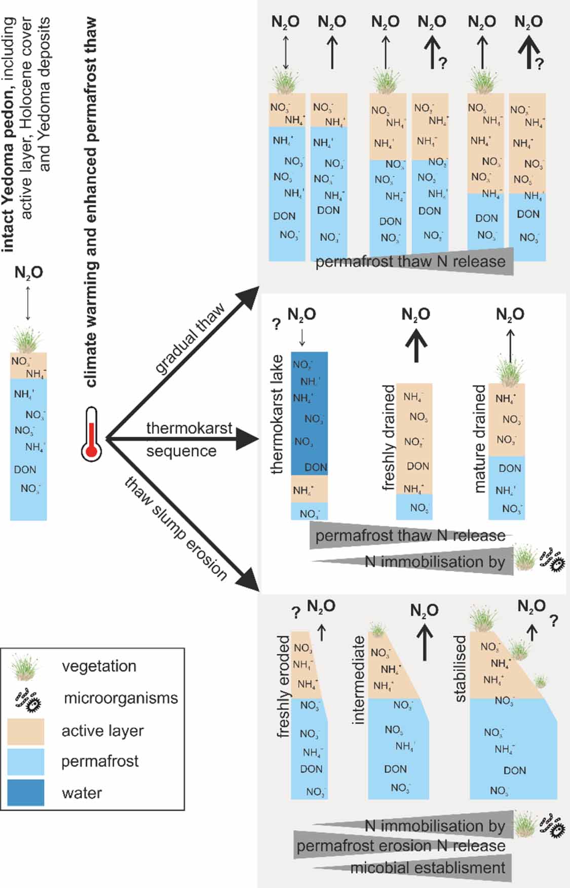 Potential nitrogen mobilisation from the Yedoma permafrost domain ...
