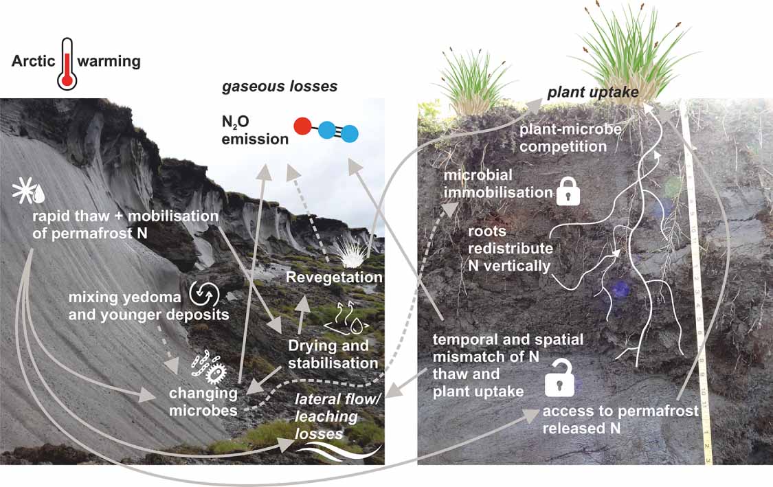Potential nitrogen mobilisation from the Yedoma permafrost domain ...