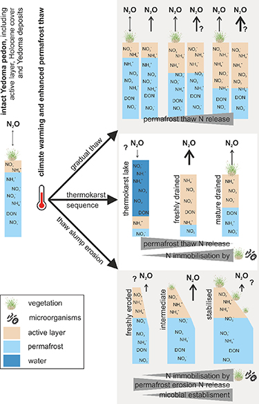 Potential nitrogen mobilisation from the Yedoma permafrost domain ...