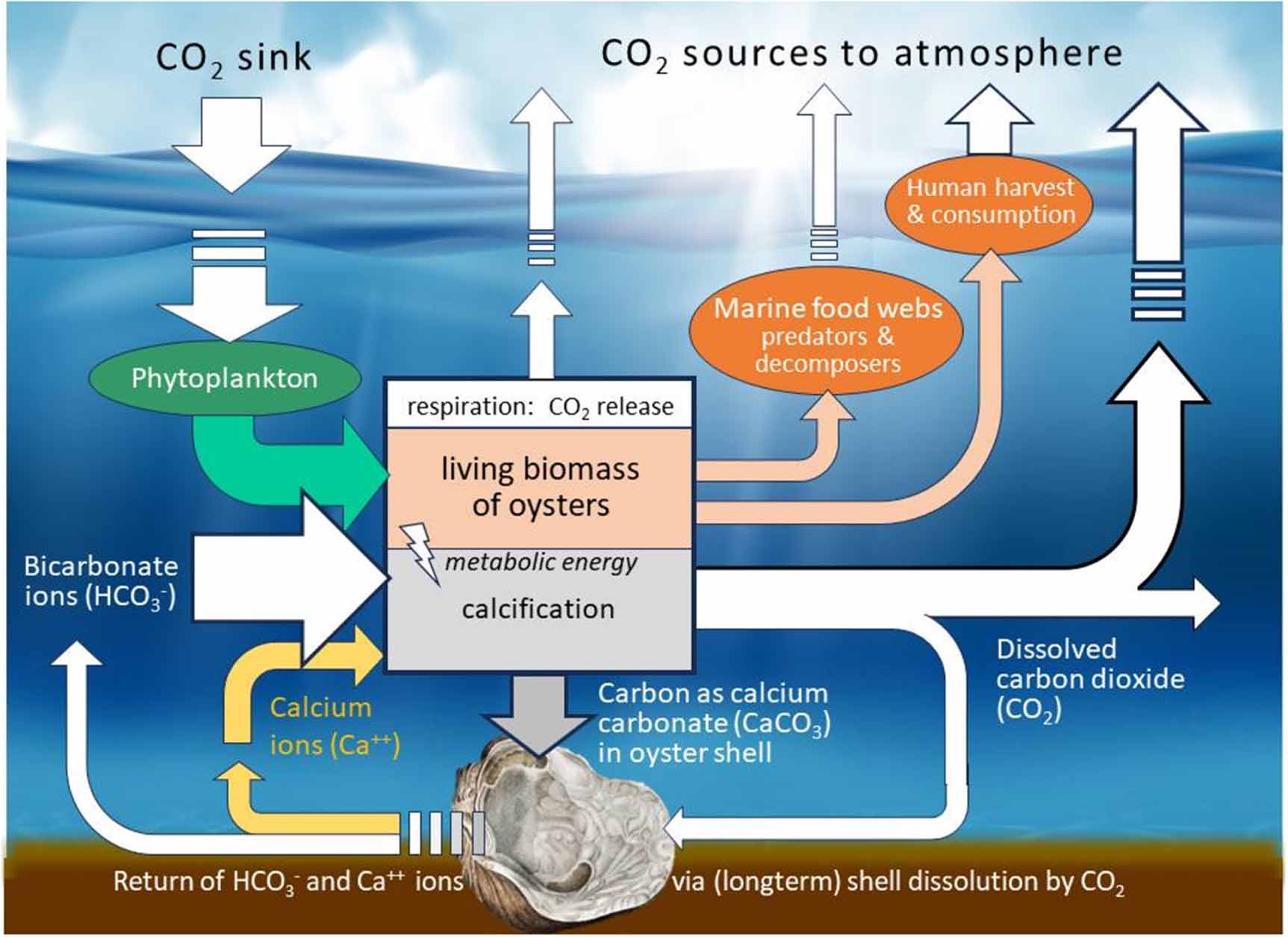 Limited understanding of basic ocean processes is hindering progress in ...