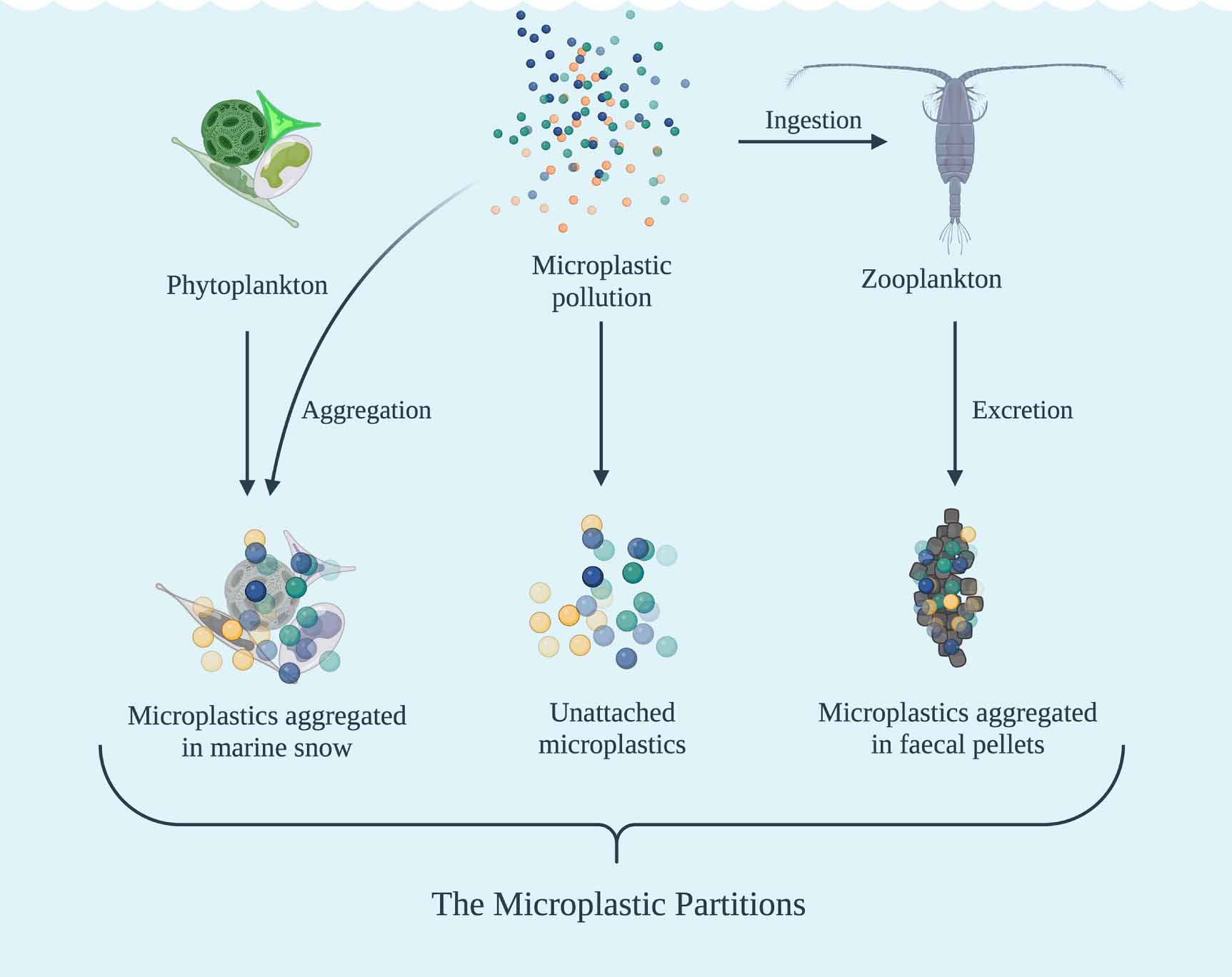 Slow biological microplastics removal under ocean pollution phase-out ...