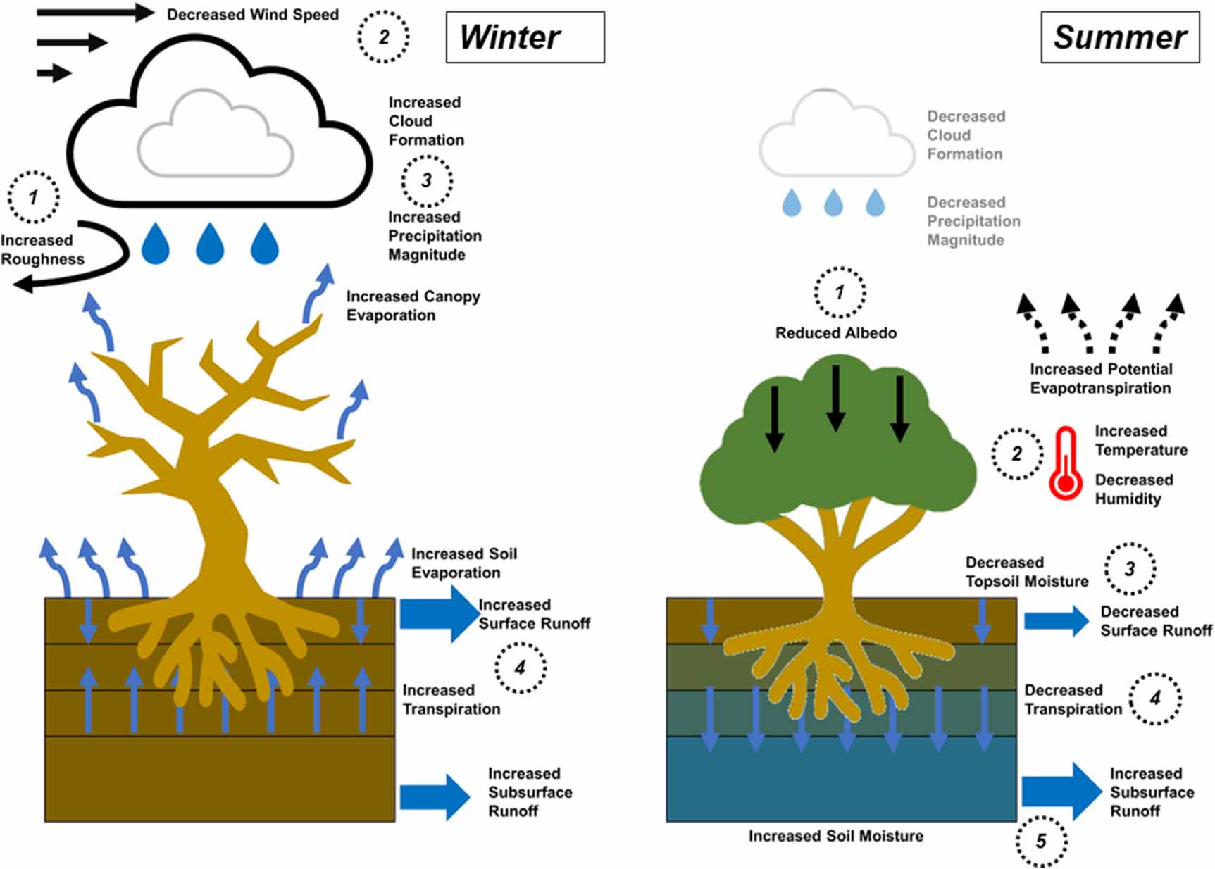 Hydrometeorological response to afforestation in the UK: findings from ...