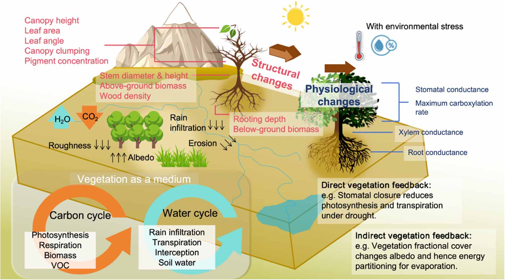 Regulation of the global carbon and water cycles through vegetation ...