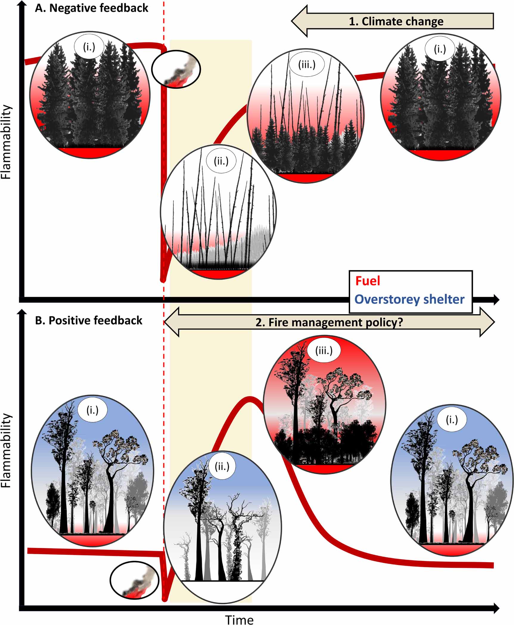 Are the alternative ecosystem states produced by positive fire ...