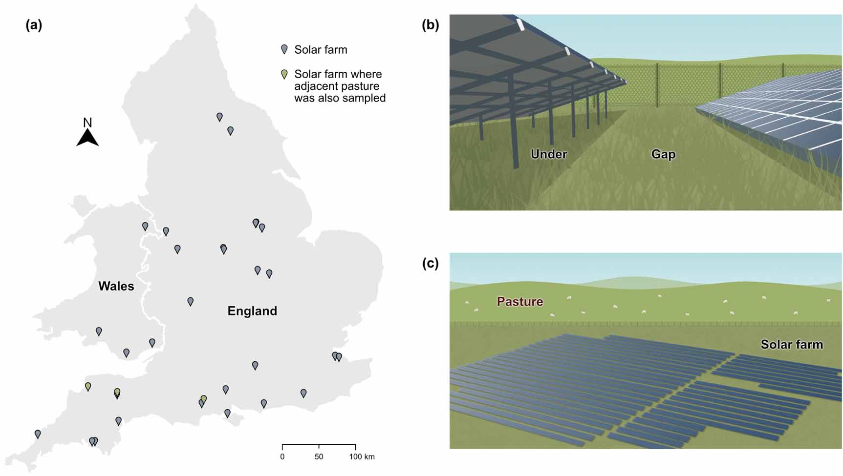 Plant and soil responses to ground-mounted solar panels in temperate ...