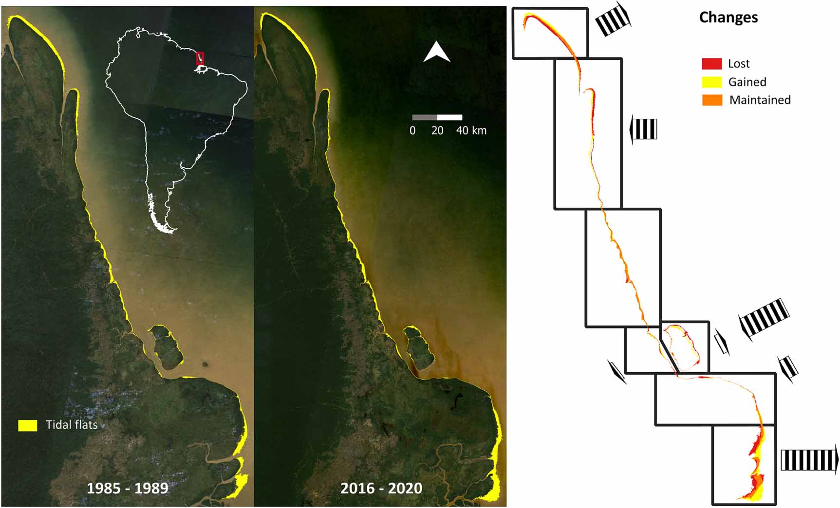 Sea-level rise causes feeding habitat loss for migratory shorebirds in ...