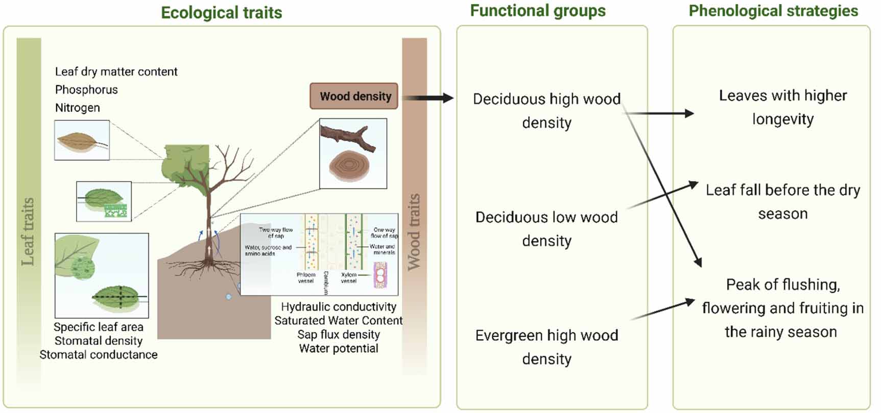 Integrating approaches and methodologies into phenological research in ...