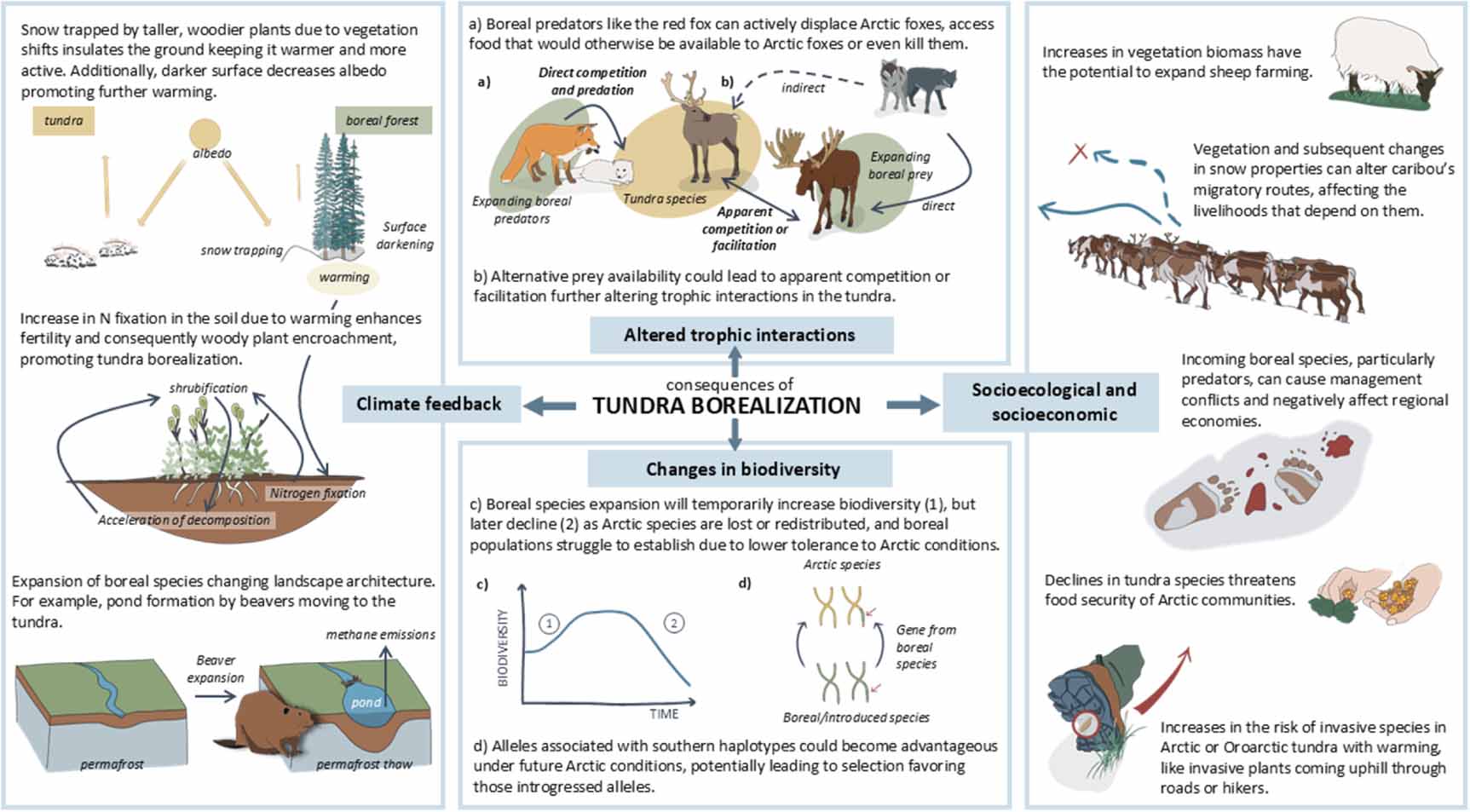 Borealization of tundra ecosystems with climate and land-use change ...