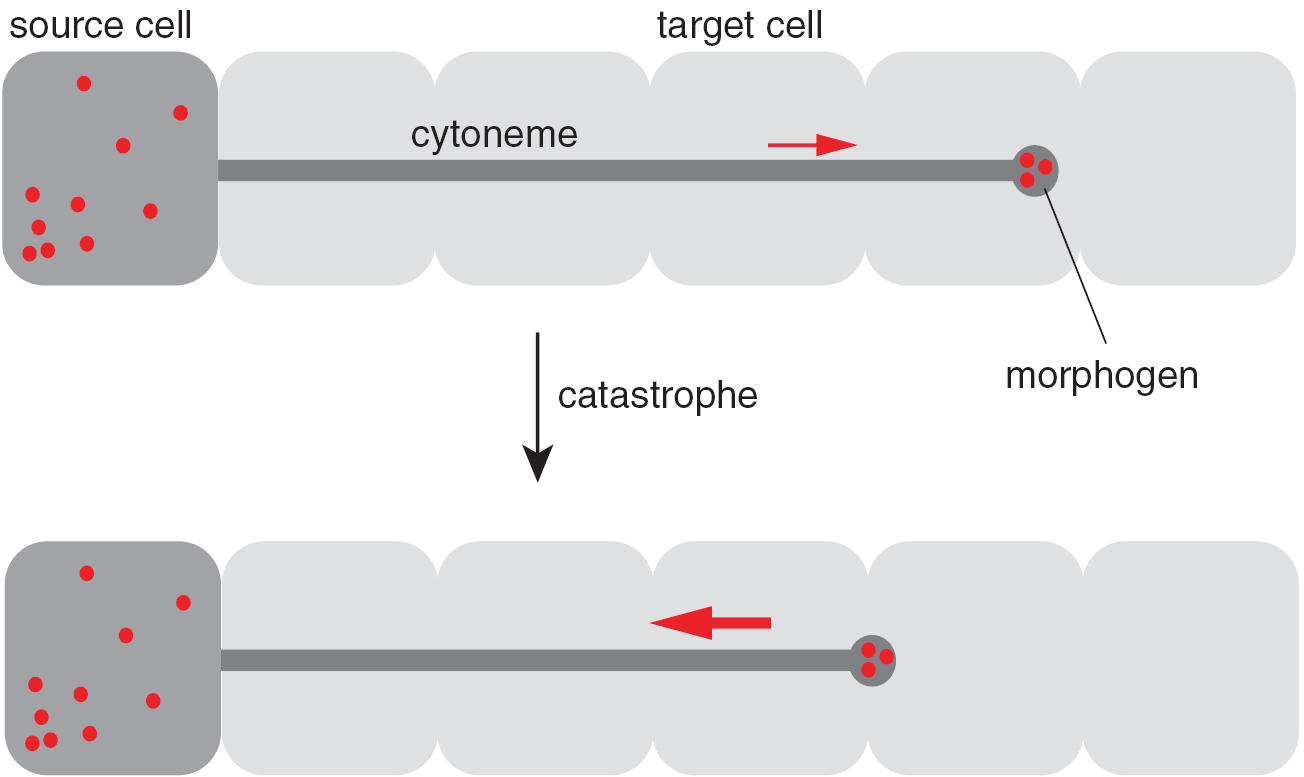 Directed intermittent search with stochastic resetting - IOPscience