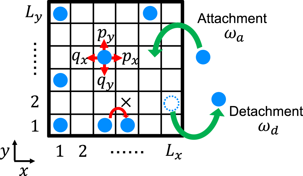 Exact analysis of the two-dimensional asymmetric simple exclusion ...