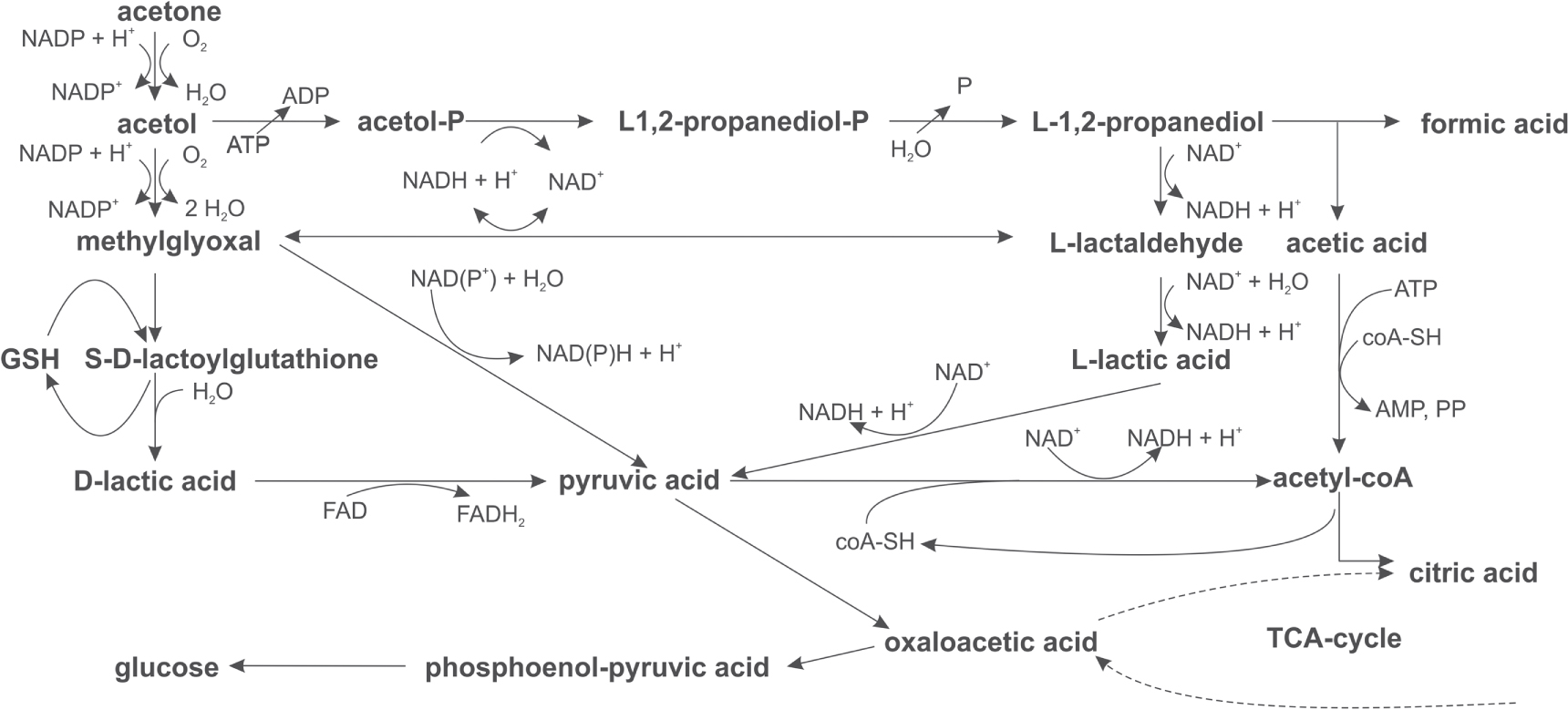 Breath acetone as a potential marker in clinical practice - IOPscience