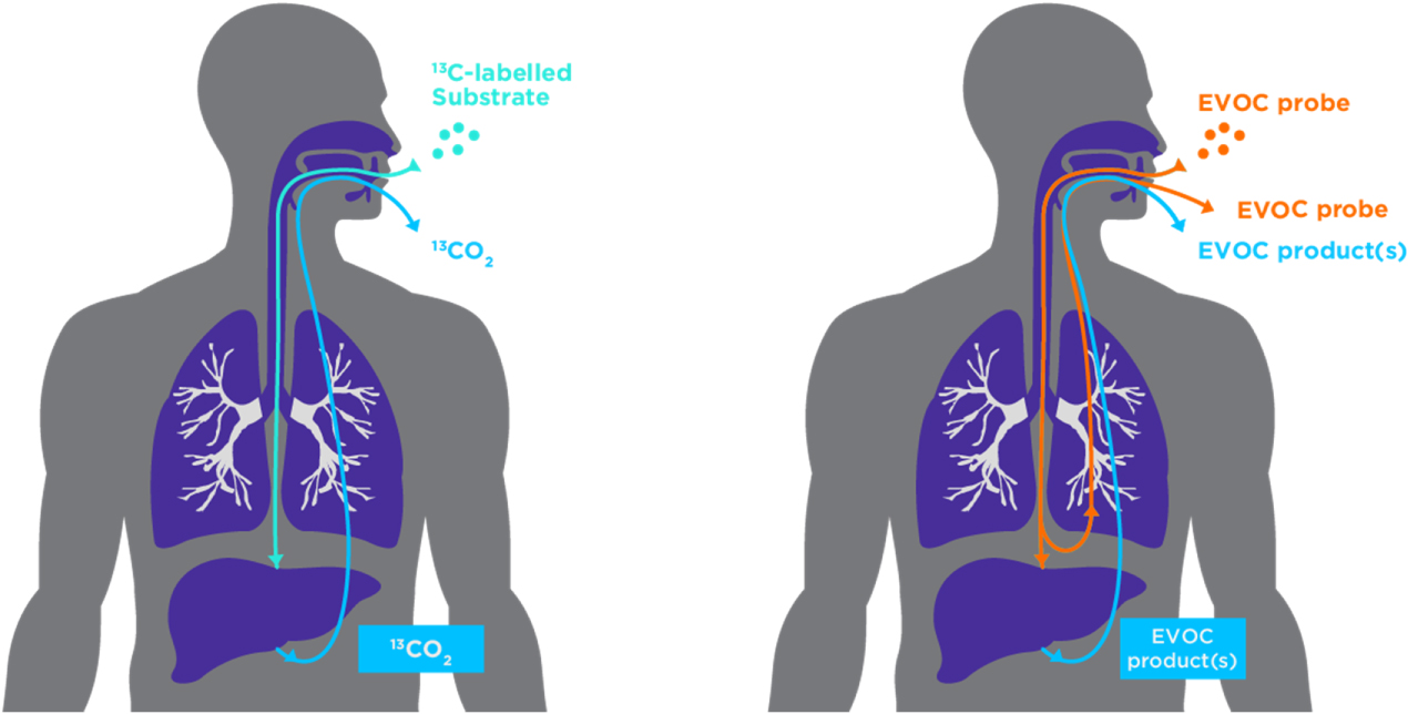 Targeted breath analysis: exogenous volatile organic compounds (EVOC) as metabolic pathway ...