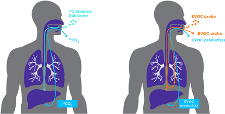 Targeted breath analysis: exogenous volatile organic compounds (EVOC ...