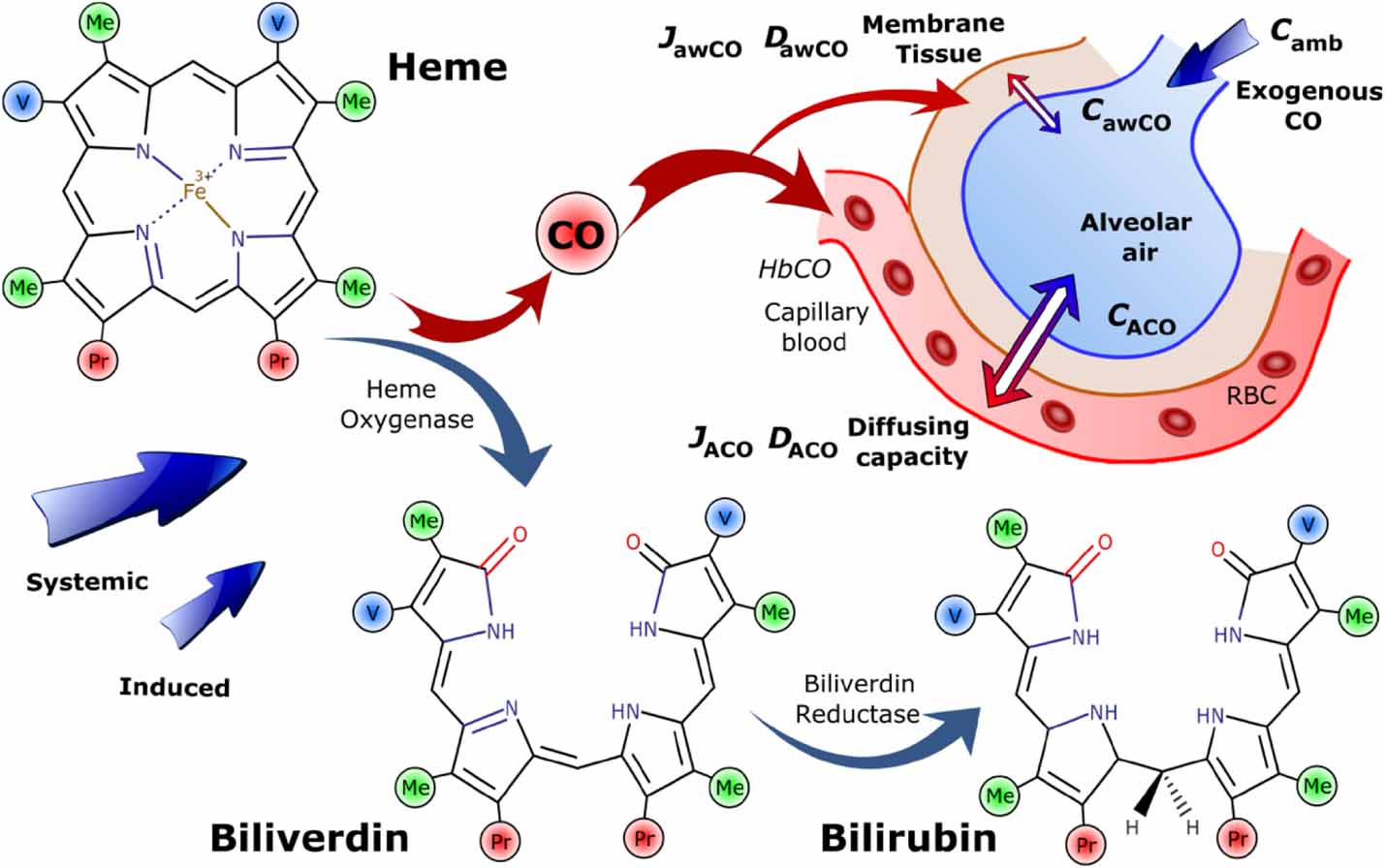 Impact of breath sampling on exhaled carbon monoxide - IOPscience