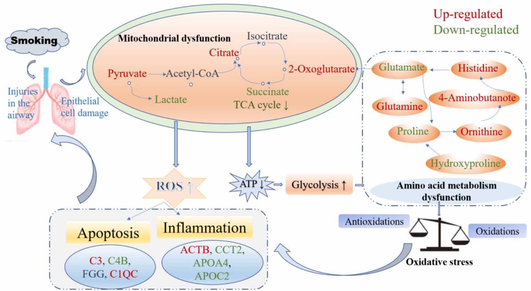 Multi-omics study on biomarker and pathway discovery of chronic ...