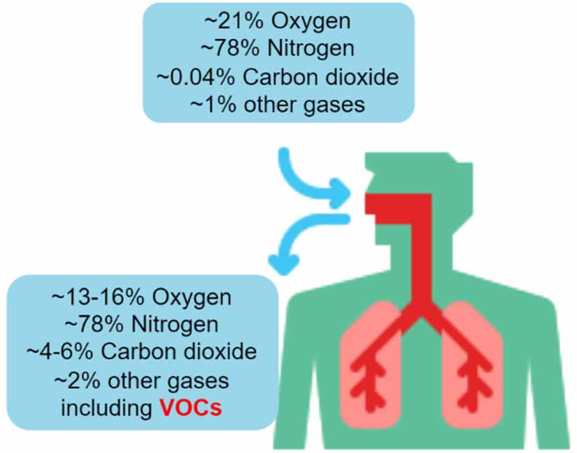 Review of the algorithms used in exhaled breath analysis for the ...