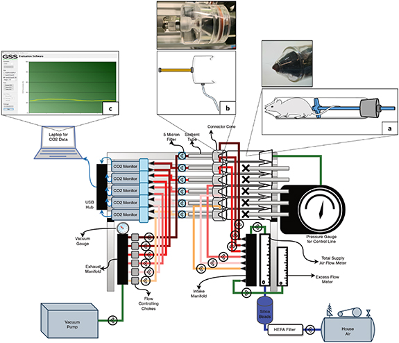 Non-invasive breath collection in murine models using a newly developed ...
