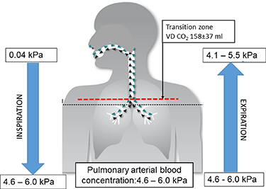 The advantages of standardizing exhaled breath-alcohol concentration to ...