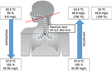 The advantages of standardizing exhaled breath-alcohol concentration to ...