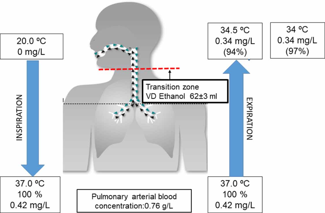 The advantages of standardizing exhaled breath-alcohol concentration to ...