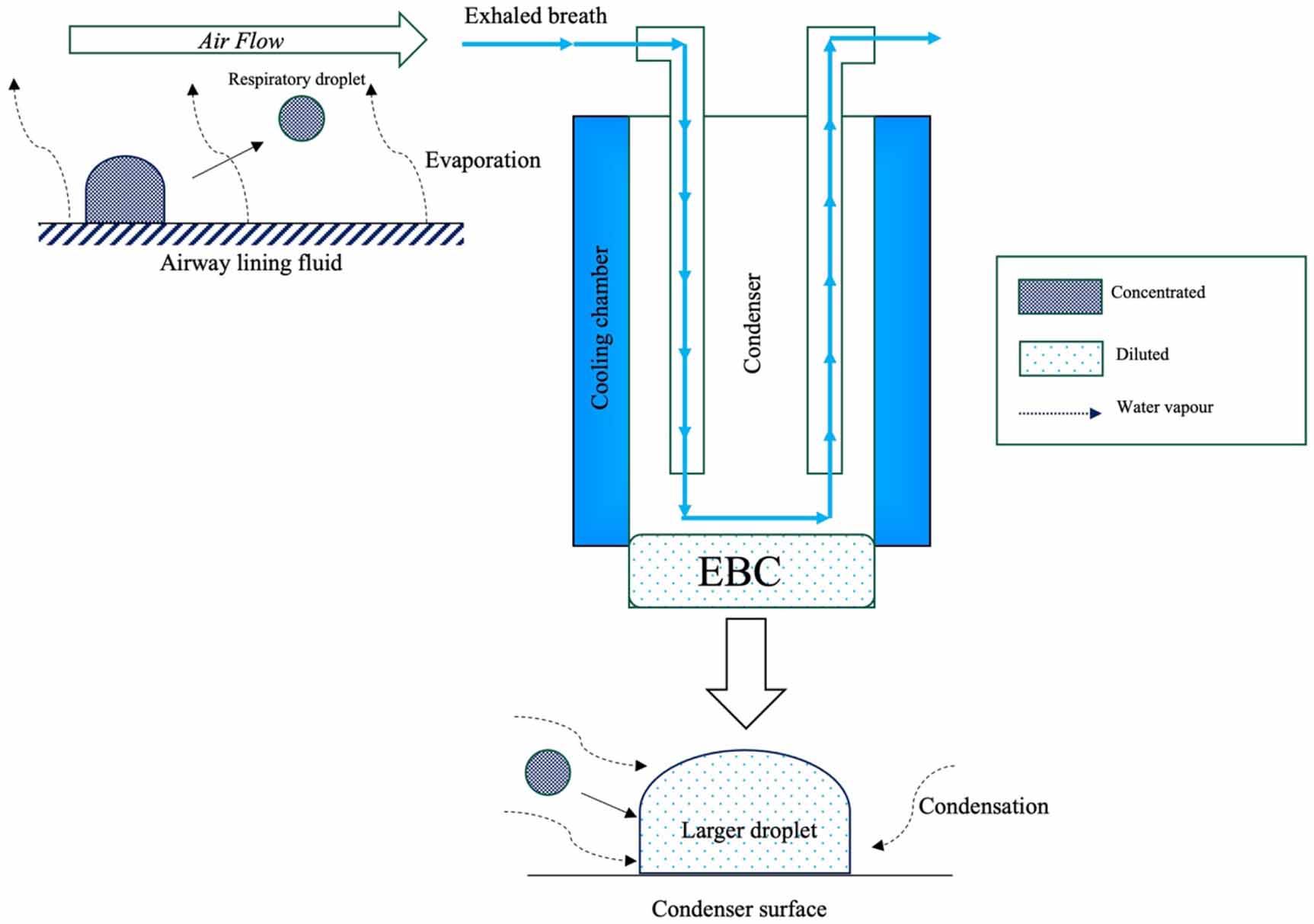 Exhaled breath condensate (EBC) in respiratory diseases: recent ...