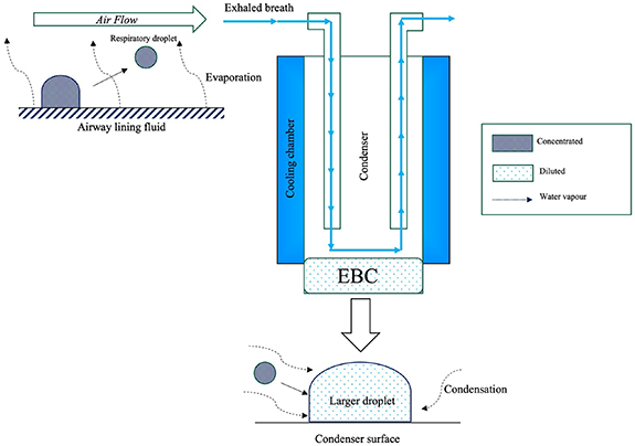 Exhaled breath condensate (EBC) in respiratory diseases: recent ...