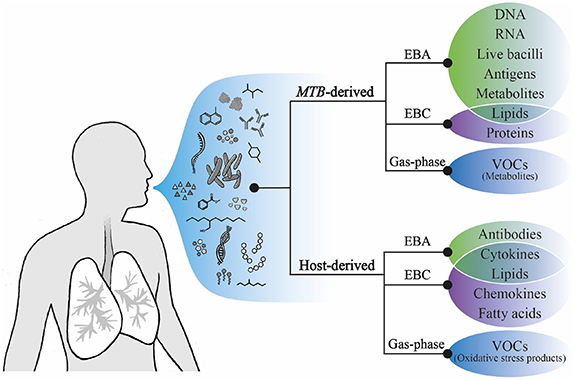Broadening the diagnostic landscape of Mycobacterium tuberculosis ...