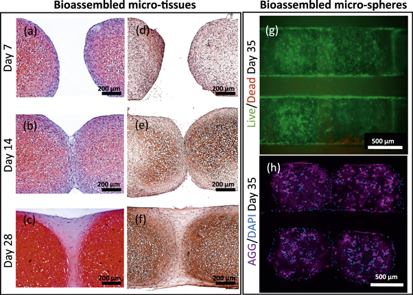 Automated 3D bioassembly of micro-tissues for biofabrication of hybrid ...