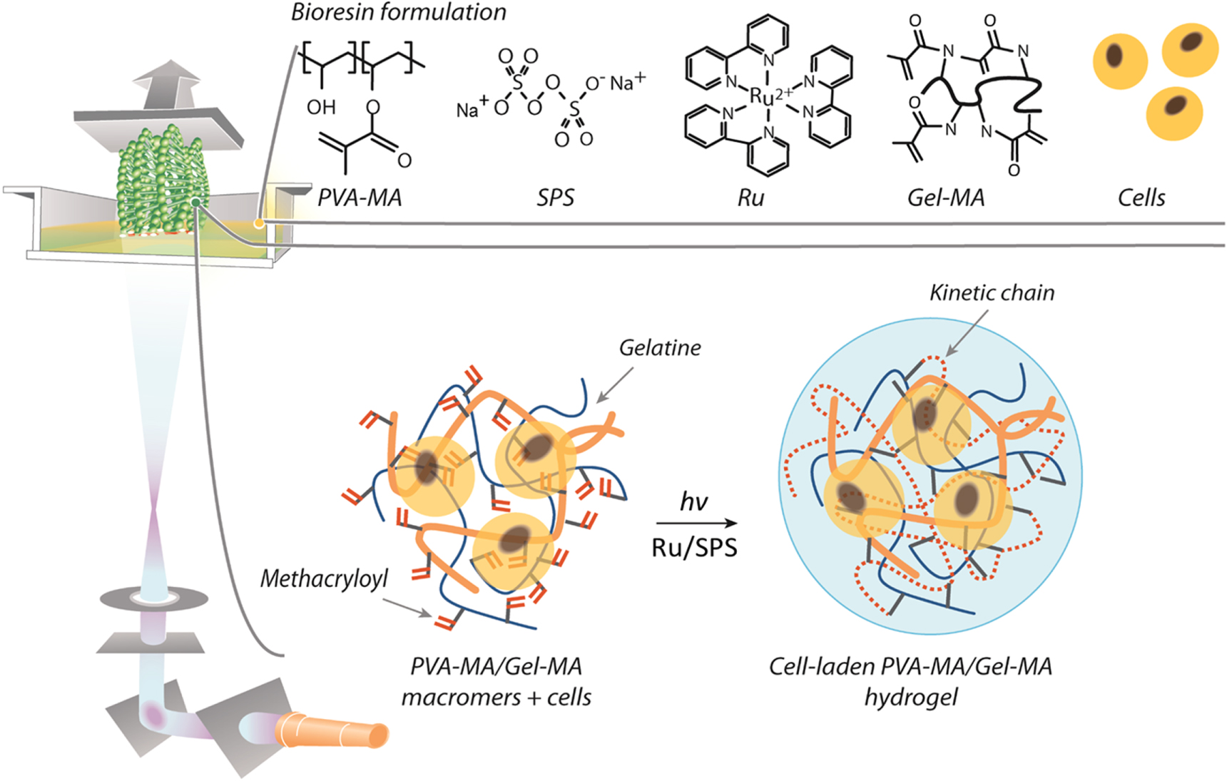 Bio-resin for high resolution lithography-based biofabrication of ...