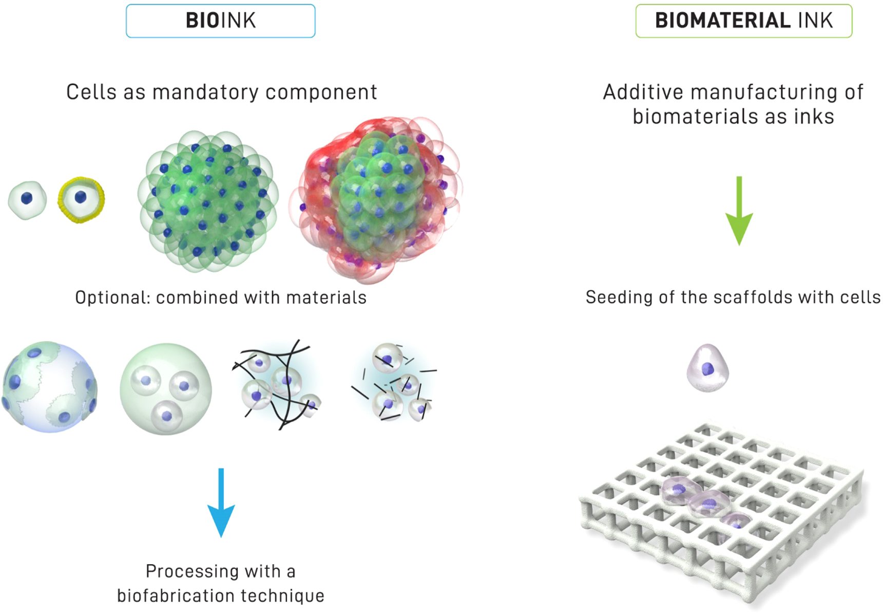 A definition of bioinks and their distinction from biomaterial inks ...