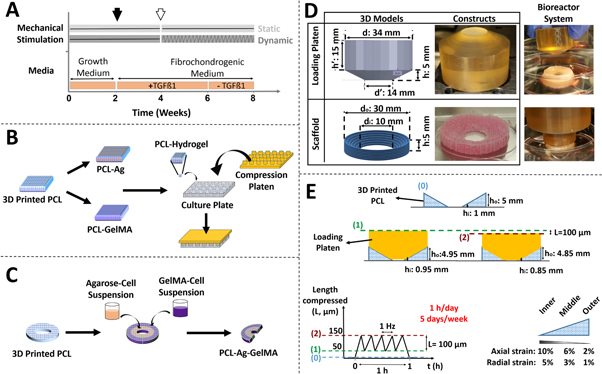 A 3D printed PCL/hydrogel construct with zone-specific biochemical ...